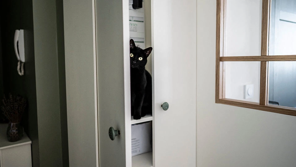 Understanding your cat’s secret world