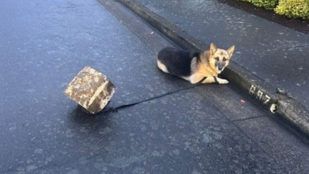 Dog tied to a concrete block in the street: Police track down the culprit