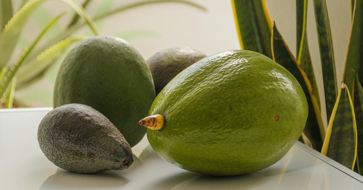 Do not eat avocados if you're taking these medications
