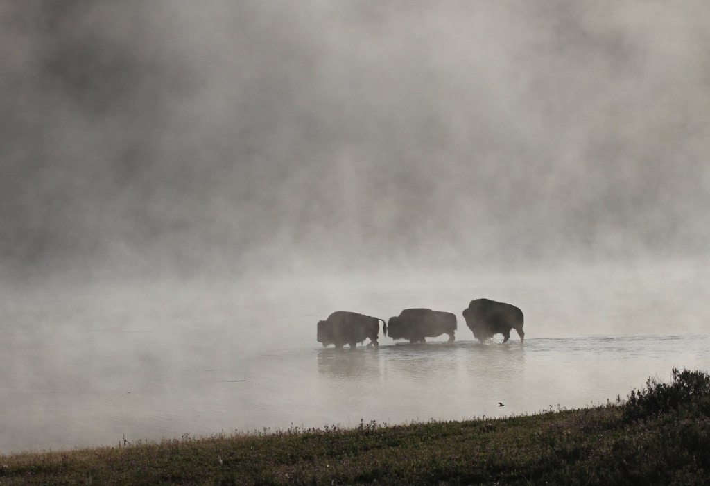 Public lands travelogue 2026: Yellowstone meadows