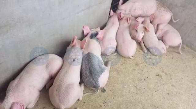 Tinsukia district takes action against African swine fever outbreak