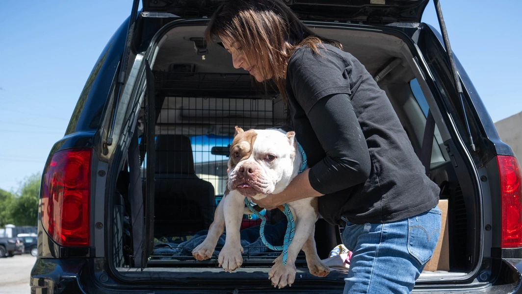 Rescue dogs’ rare turnarounds highlight resilience and hope