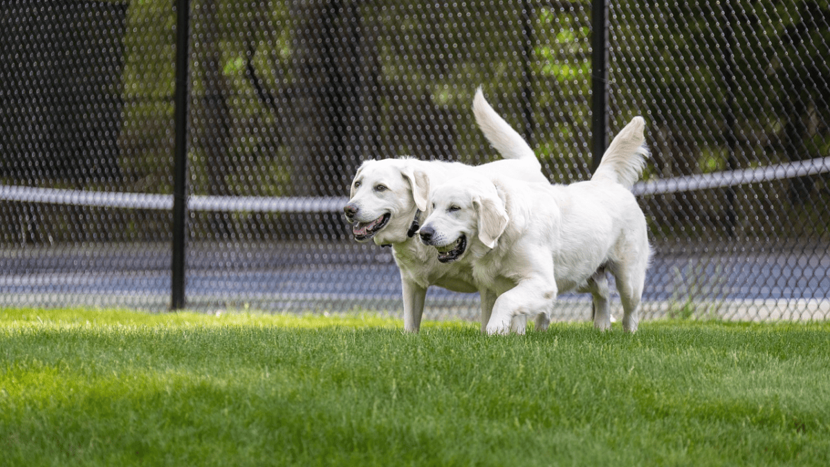 What if your dog gets lost in familiar places? These could be signs of ...