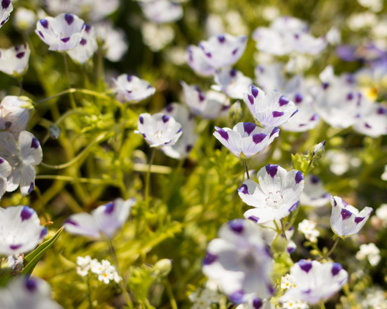 8 fling-and-forget flower seeds to scatter before spring ends for ...