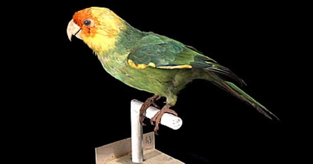 The forgotten tragedy of America’s only native parrot