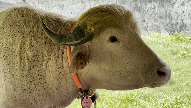 Locals celebrate as viral Donald Trump buffalo is spared slaughter