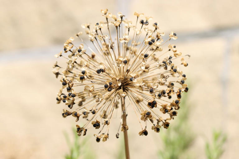 Allium schneiden: Dank des Gärtner-Tricks blüht er nächstes Jahr ...