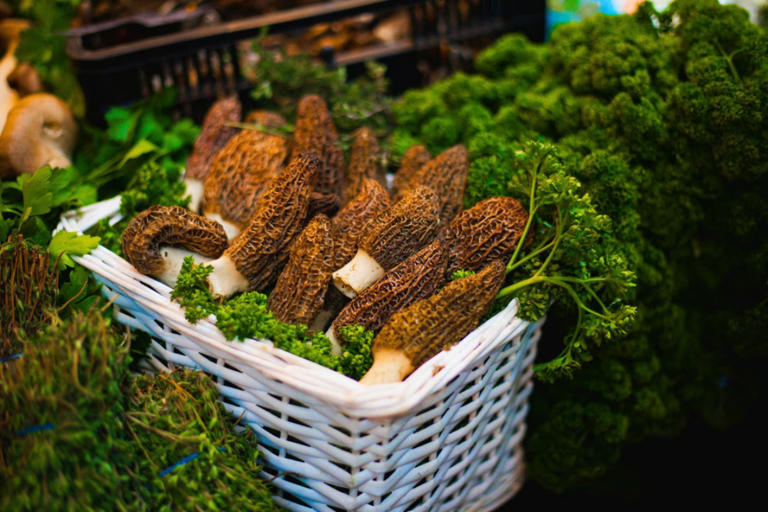 Why morel mushrooms are disappearing—and it’s not just a bad season