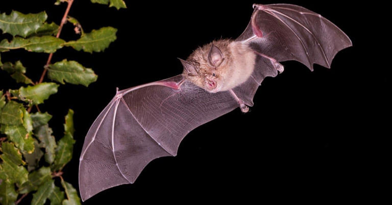 Bats don’t just hear sound — they actively reshape it to hunt