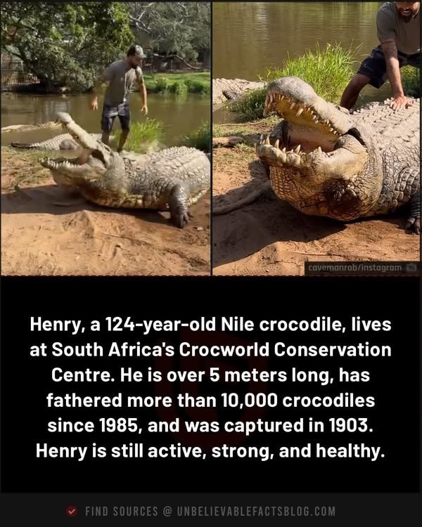 22 alligator memes to sink your teeth into this week