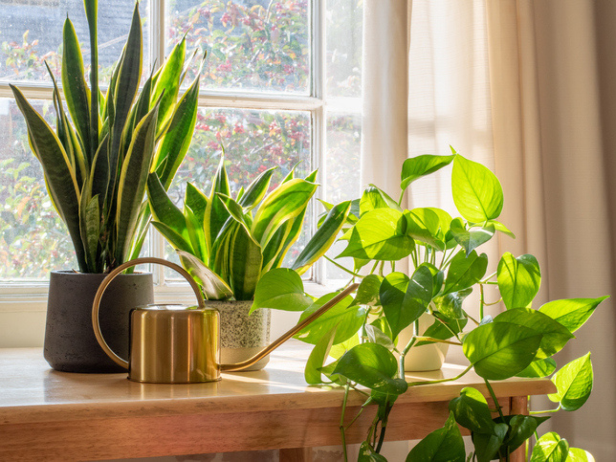 6 low-maintenance indoor plants for first-time plant parents