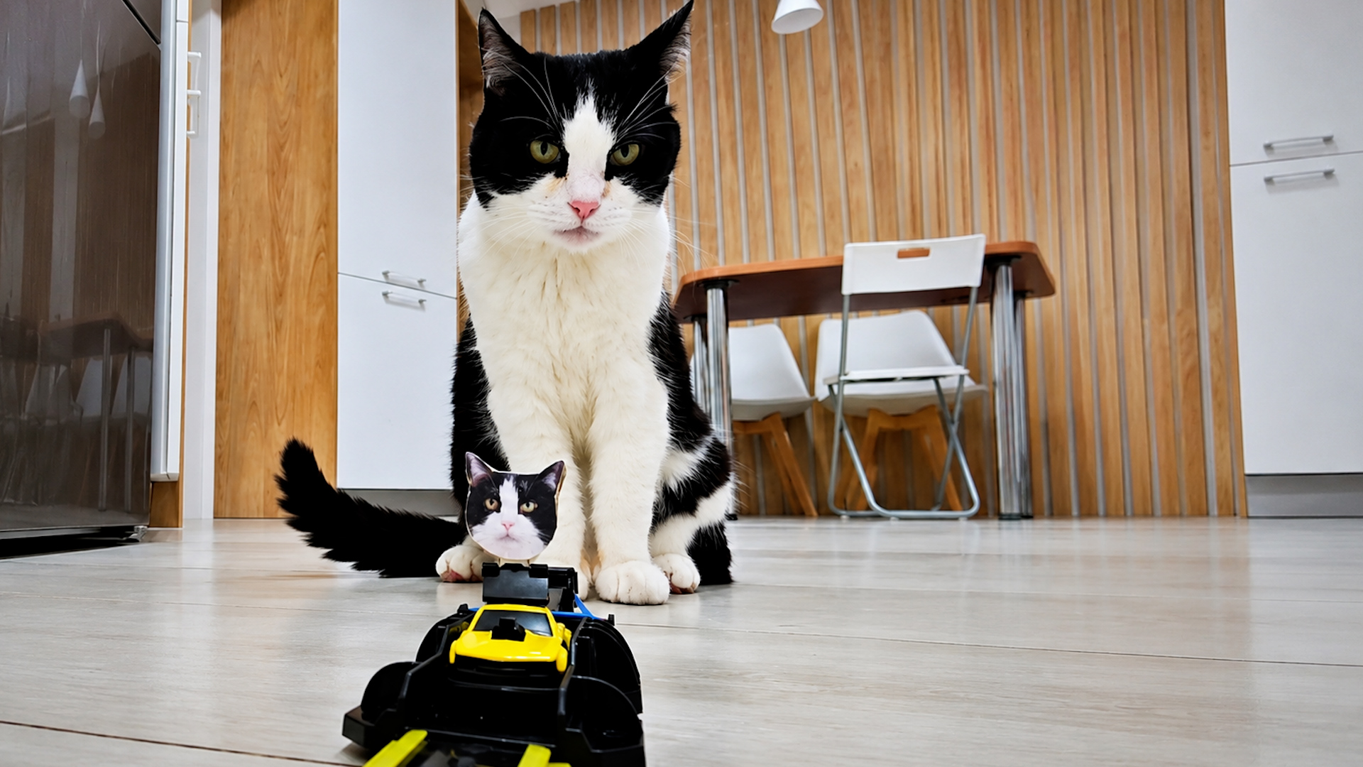 Paw Power Cat Drag Racing Championship