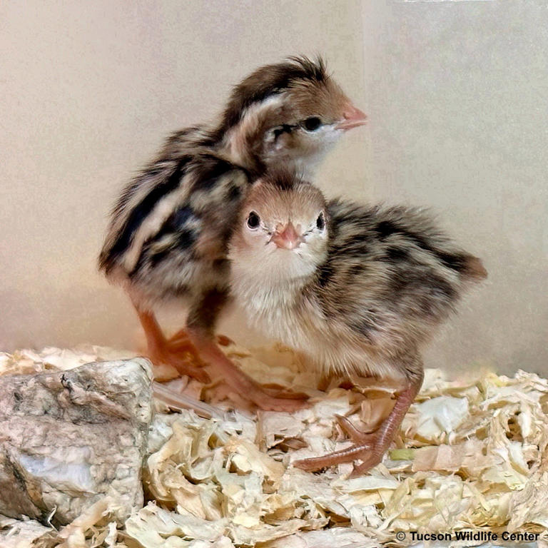 Baby quail season came early, keeping these Arizona rescuers busy