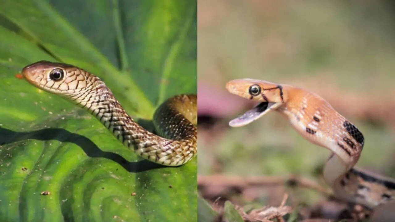 Rat snake or copperhead? 7 differences you need to know