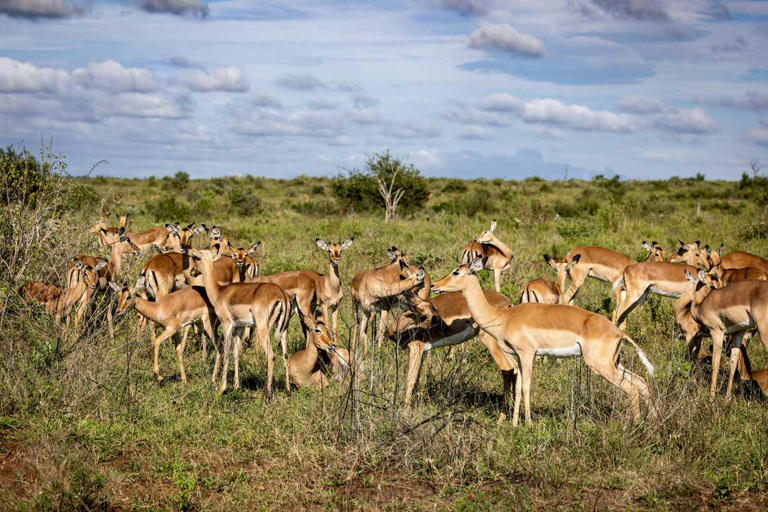 Afrikaner woman fears 2 Kruger Park murders changed a national treasure ...