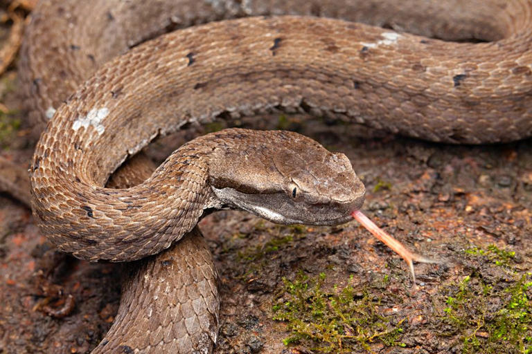 This venomous pit viper snake has been hiding a secret