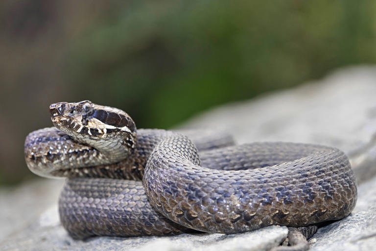 This venomous pit viper snake has been hiding a secret