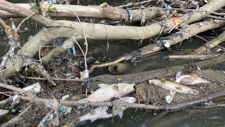 What to know about Atlanta's Chattahoochee fish kill