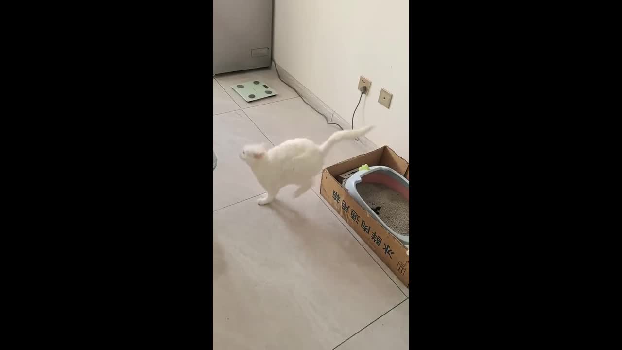 Cat jumps from litter box onto bed and playfully rubs itself in ...