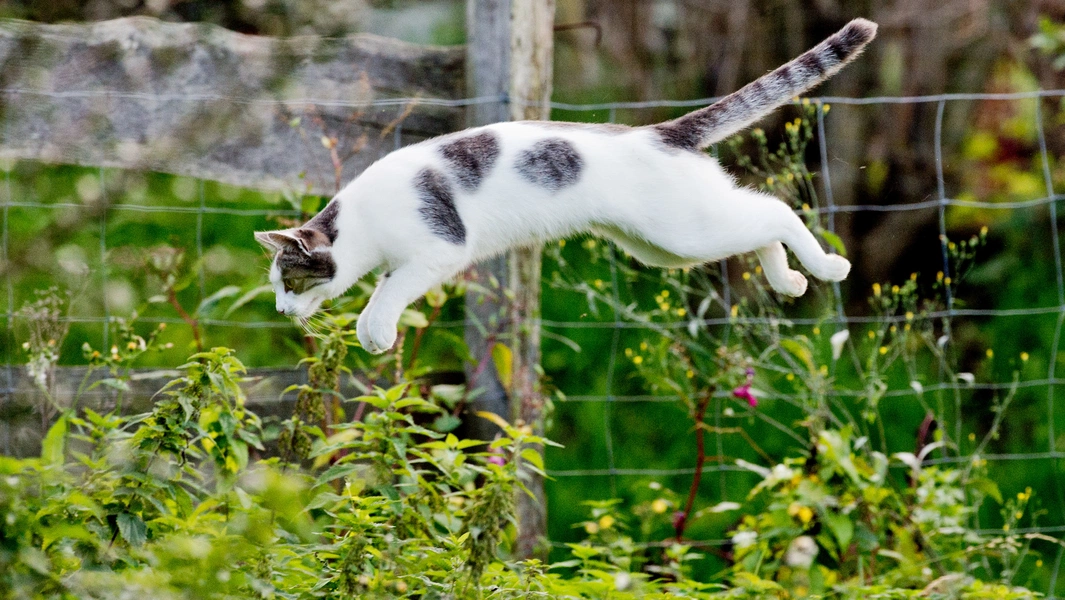 Smart feeding tips for happier, healthier cats