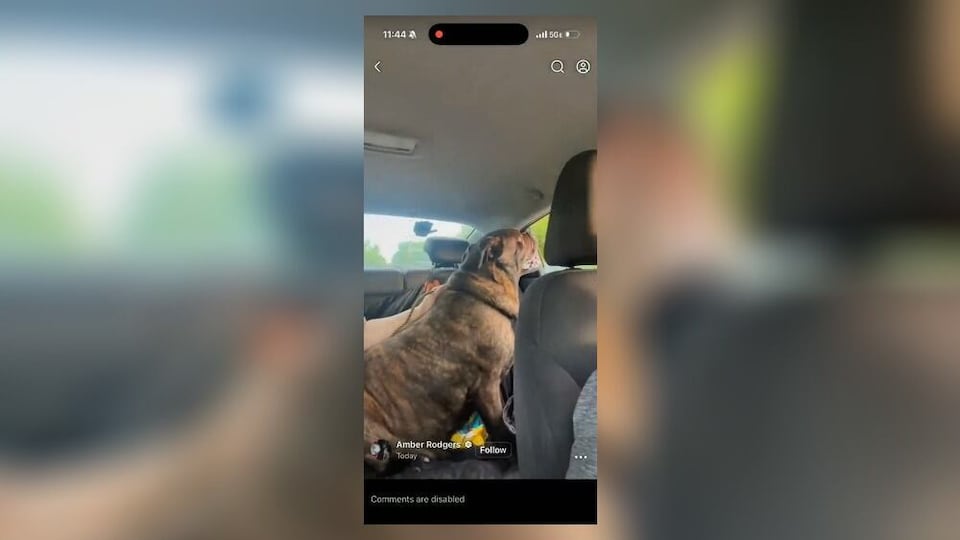 Dog rescued after being found abandoned, tied to tree in Dayton ...