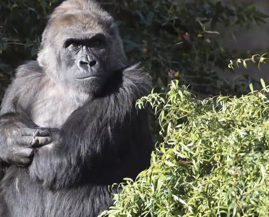 At Seattle Zoo, a 'Fluid and Fragile' situation