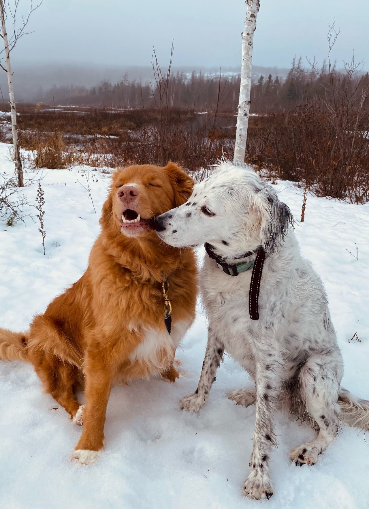 Dawson Creek abandoning animal control services including dog licencing ...