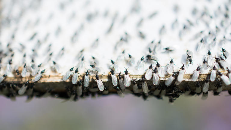 Flying Ant Day 2026: This £3 trick could stop ants from entering your home