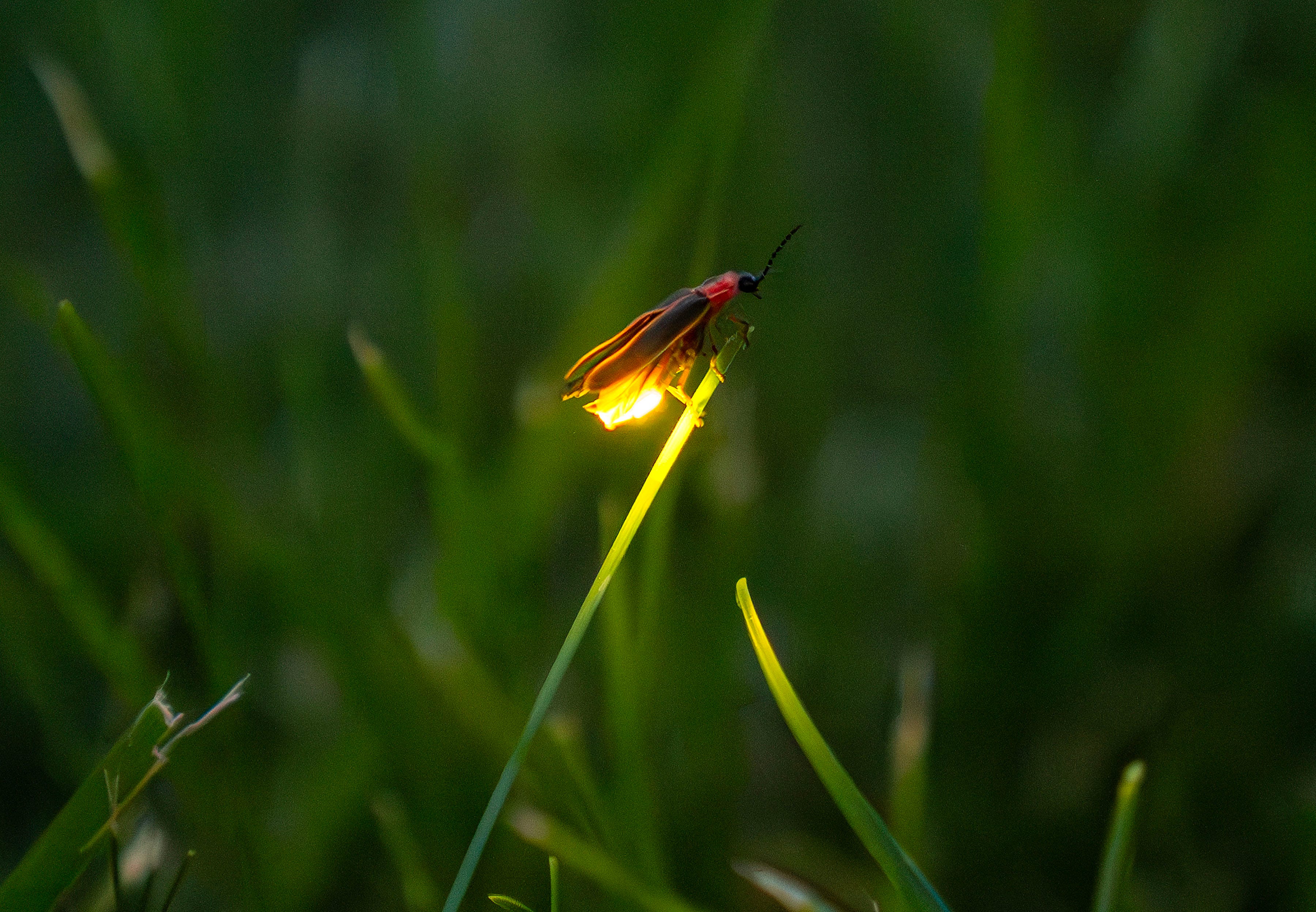 Looking for fireflies? Here's where you can find them in Wisconsin