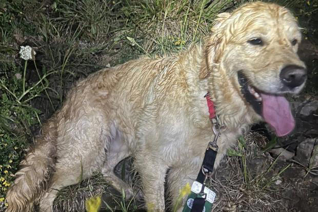 Dog stranded on cliff edge during thunderstorm