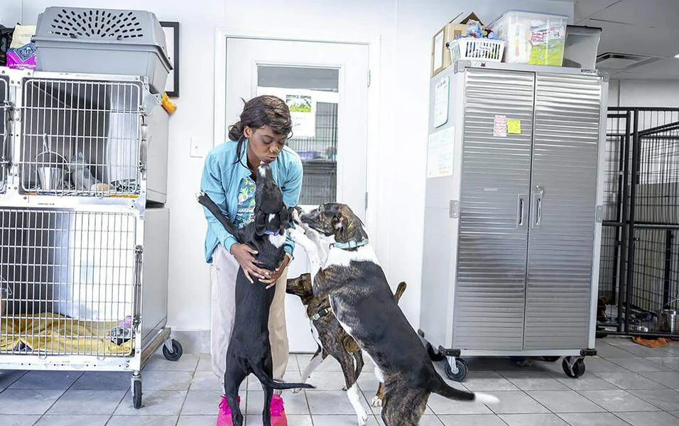 From quirky greetings to hospital healing, dogs deepen human bonds