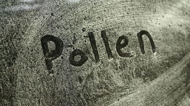 How rain affects Tennessee pollen and allergens