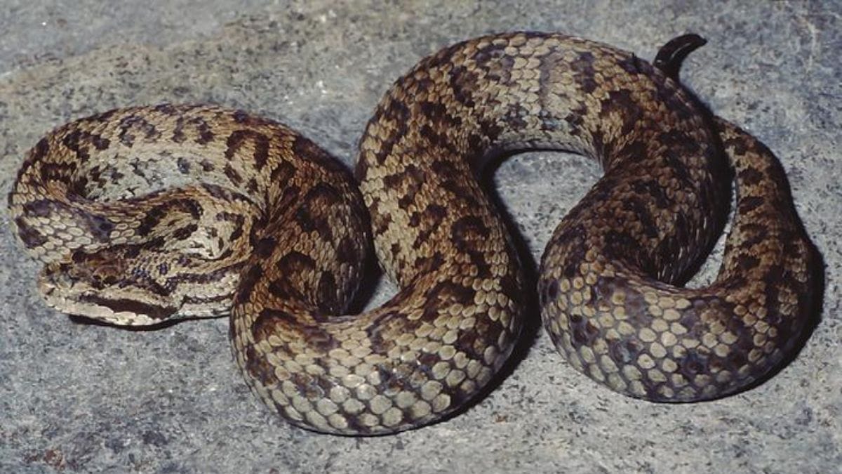 3 new species of Himalayan pit viper discovered in Pakistan and Nepal