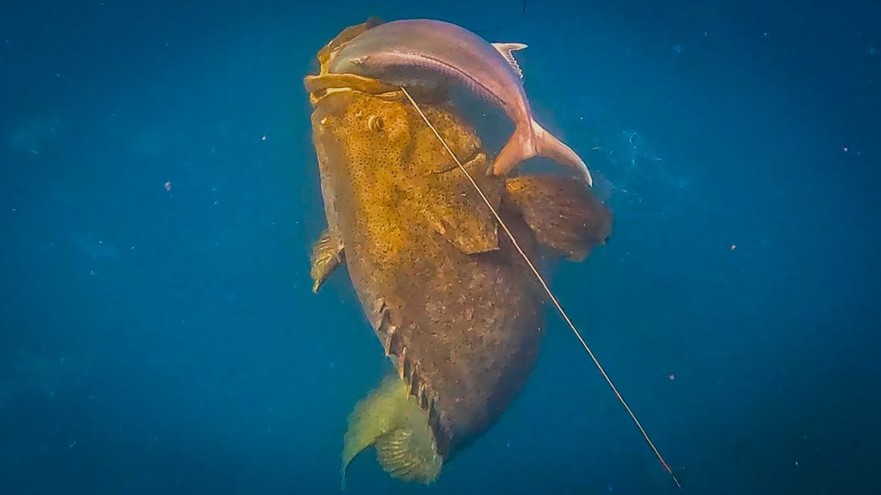 He was still holding the fish when the predator arrived - caught on camera