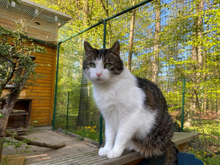 Neues Zuhause gesucht: Die Katze Stacy ist sensibel und anhänglich