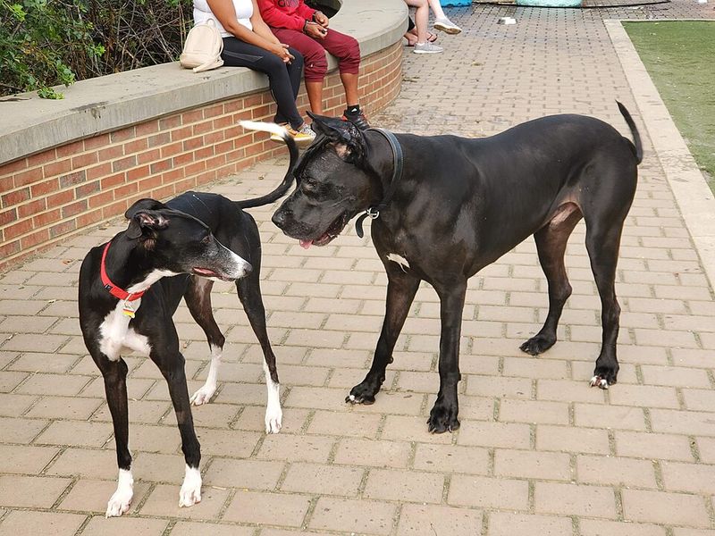 11 powerful watchdog breeds owners trust when security truly matters