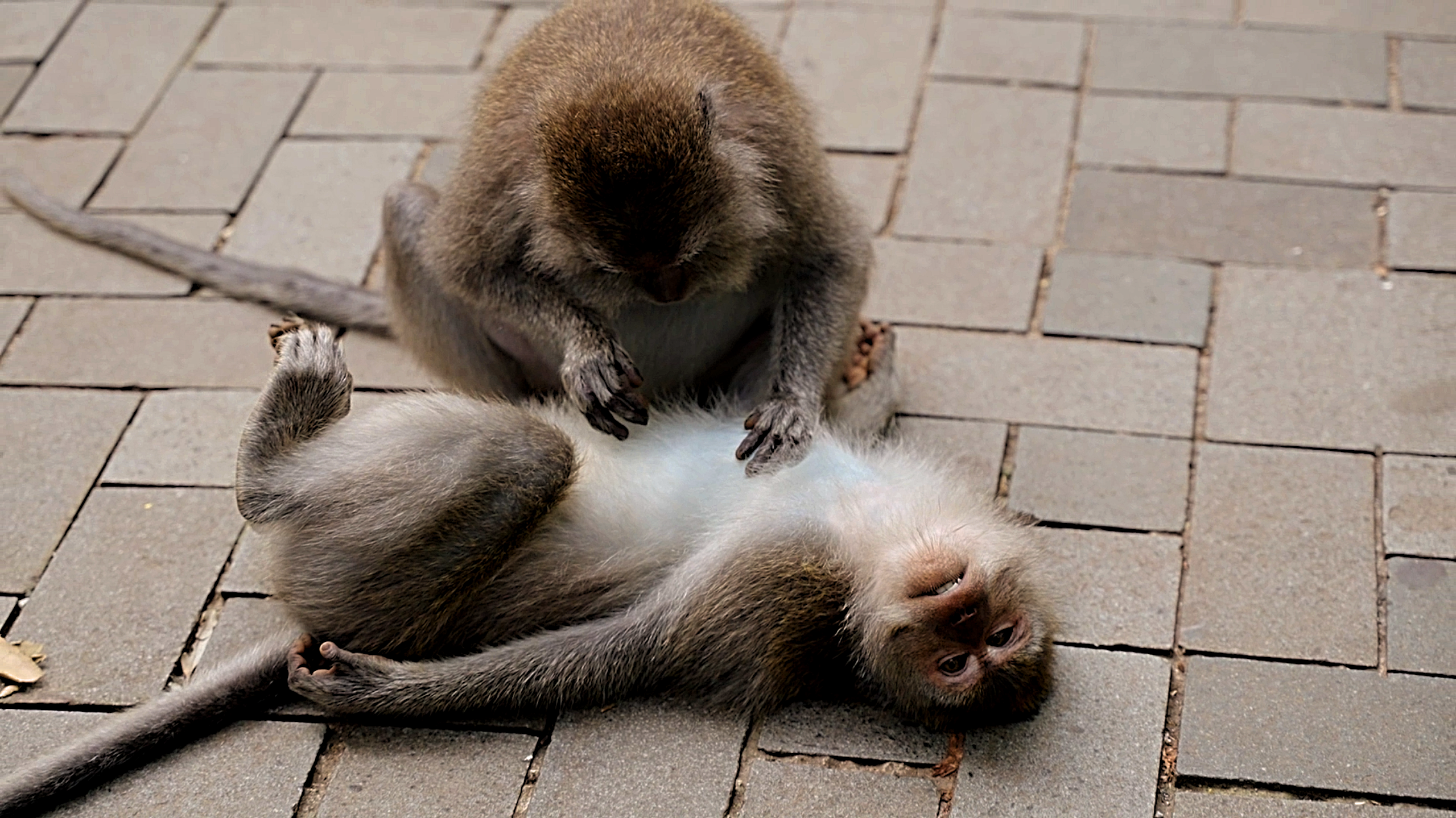 I filmed a funny moment between two monkeys in Africa