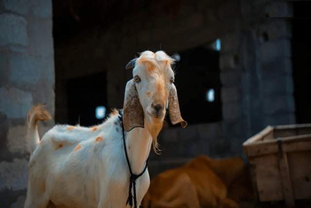 Qurbani meat: Don't make these mistakes, or the sacrificial meat will ...