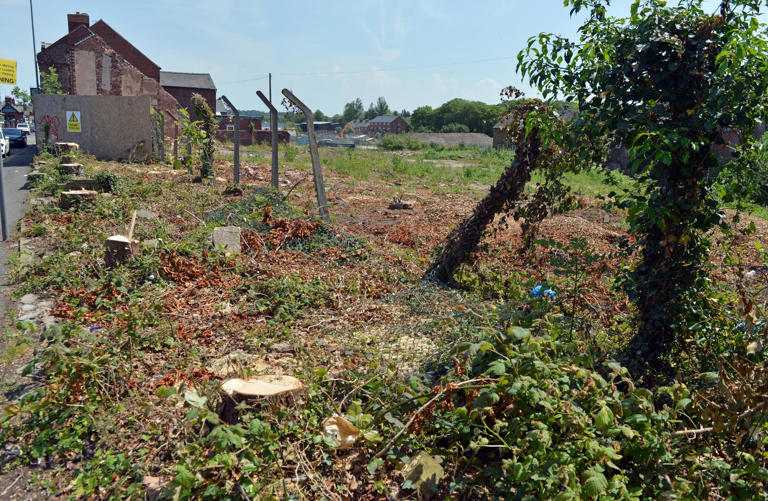 Sadness after prominent trees felled at historic Chesterfield garden ...