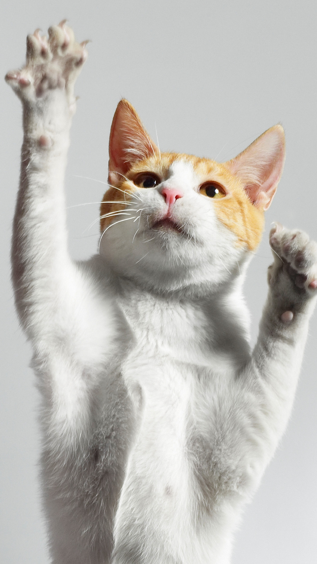 What cat owners do that cats absolutely despise