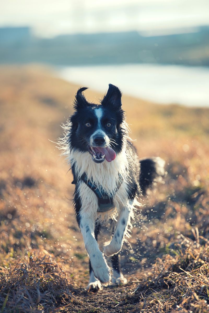 11 insanely energetic dog breeds that never seem to run out of fuel