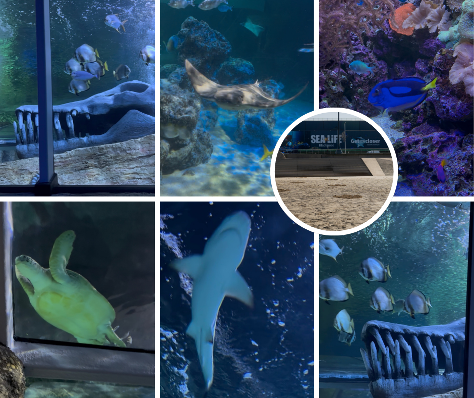 I explored the £1.4m transformation of Blackpool Sea Life, we are so ...