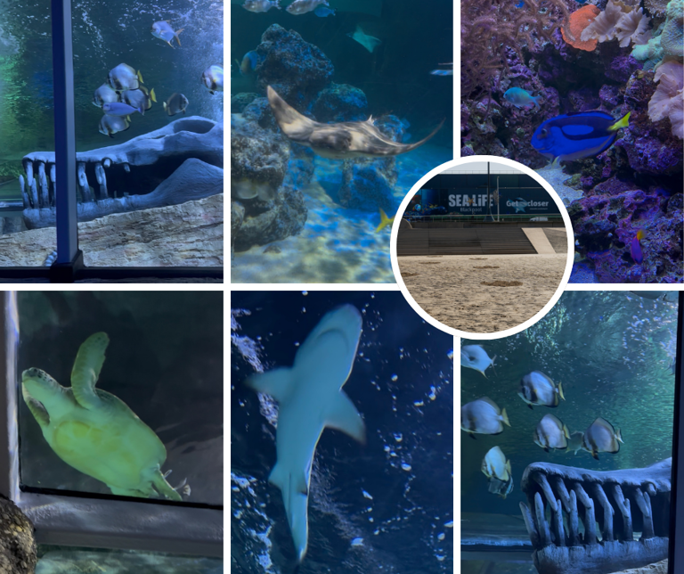 I explored the £1.4m transformation of Blackpool Sea Life, we are so ...