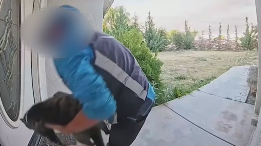 Video shows Amazon driver taking pet cat, family seeks answers