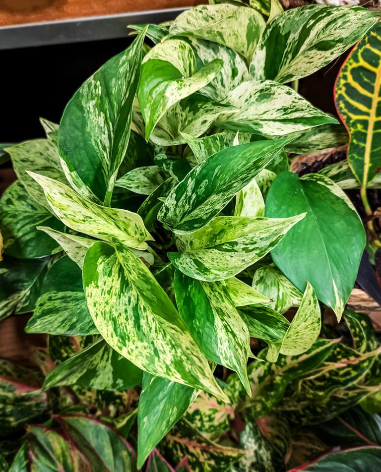 Las plantas de interior que puedes cultivar en casa con poca luz ...