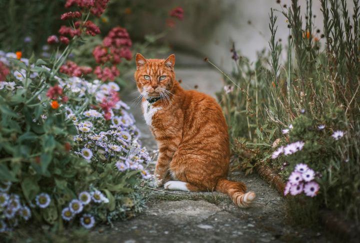 Smart tricks that keep cats out of your flower beds