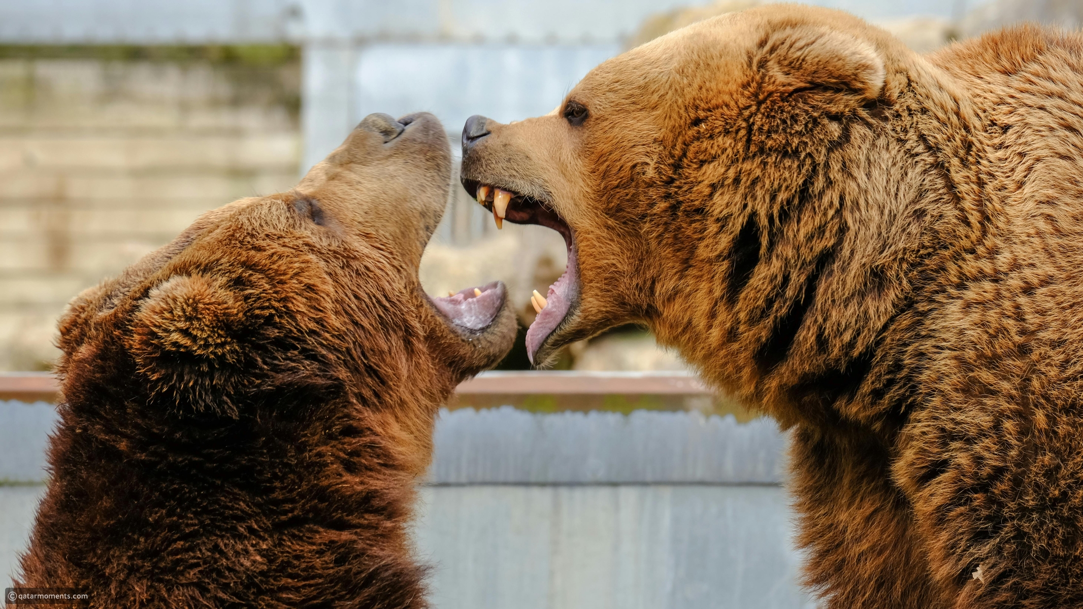 Meet the massive bear that once dominated North America