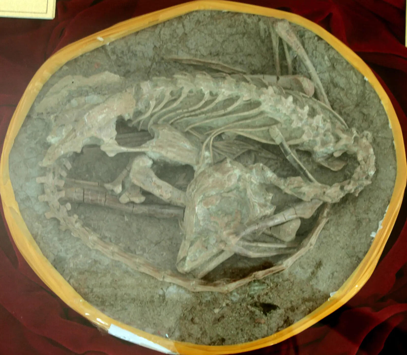 Dinosaurs were found frozen mid-sleep after a prehistoric catastrophic ...