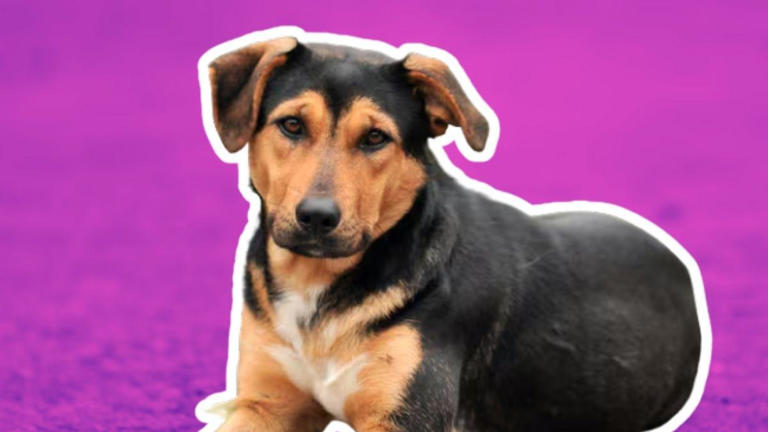 Día Mundial del Perro sin Raza: Mitos sobre los perros mestizos