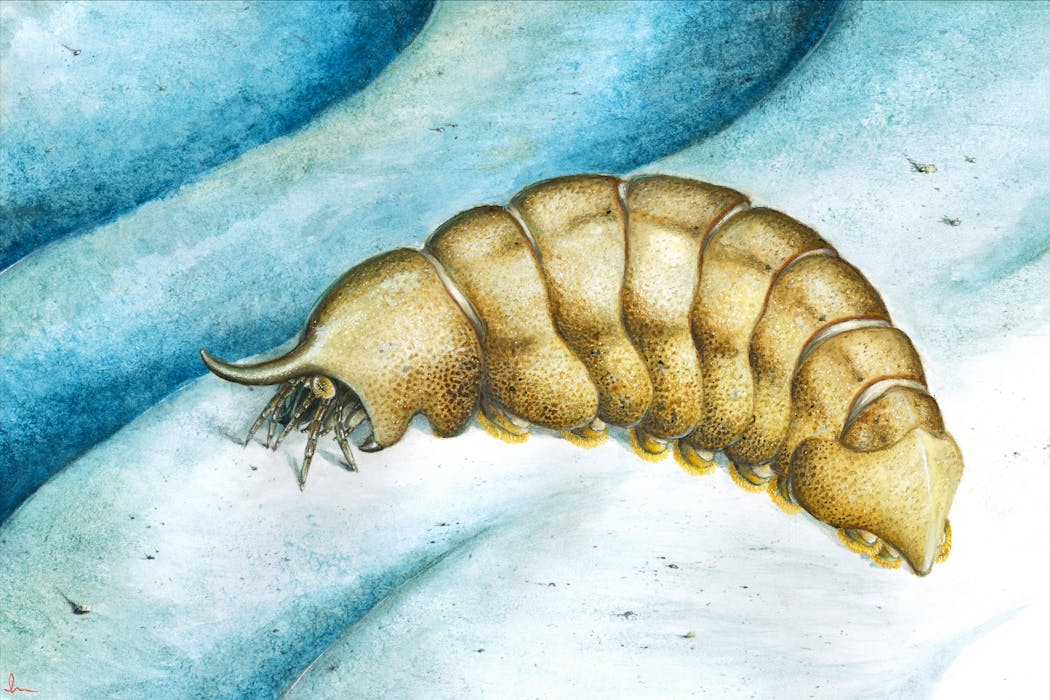 500-million-year-old fossil helps fill a strange gap in our record of ...